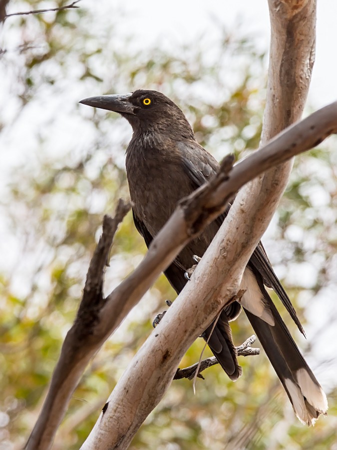 Grey Currawong (Black-winged) - eBird