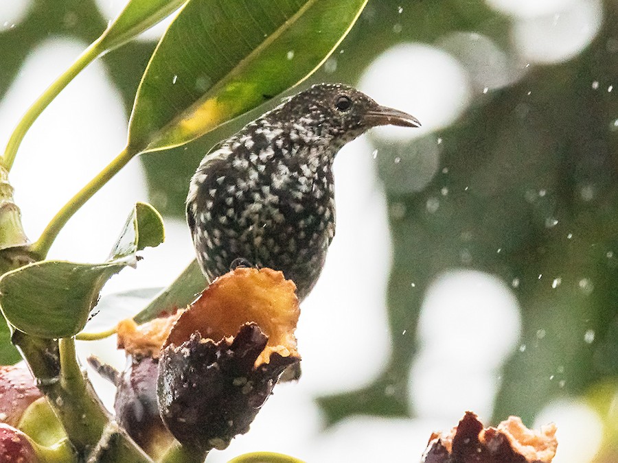 Spotted Berrypecker (Spotted) - eBird