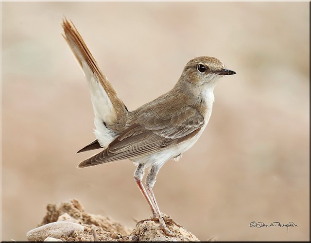 Nightingale Bird In Flight