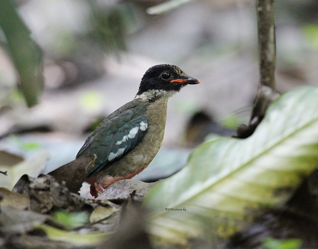 Plumages, Molts, and Structure - Western Hooded Pitta - Pitta sordida ...