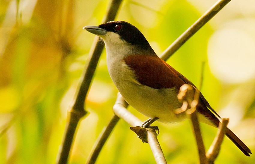 Rufous Vanga (rufa) - eBird