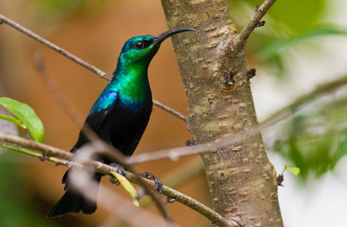 Souimanga angaladian (notatus) - eBird