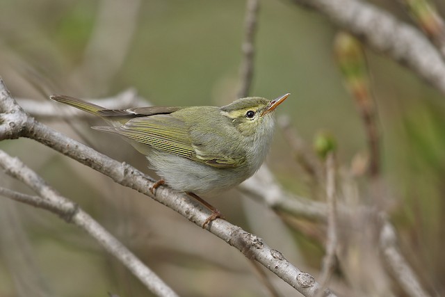 Western Crowned Warbler
