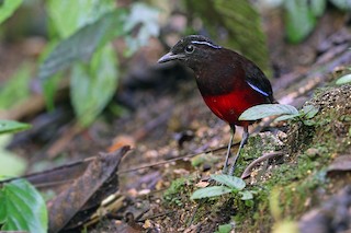 Graceful Pitta - Erythropitta venusta - Birds of the World