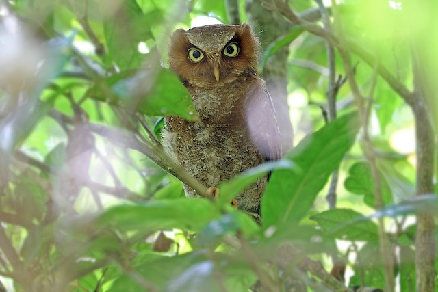 Flores Scops Owl