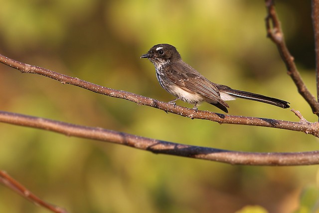Photos - Northern Fantail - Rhipidura rufiventris - Birds of the World