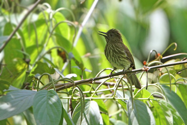 Sunda Bulbul (Sumatran) - eBird
