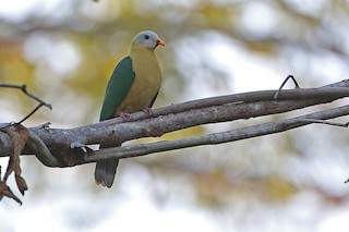 Sula Fruit-Dove - Ptilinopus mangoliensis - Birds of the World