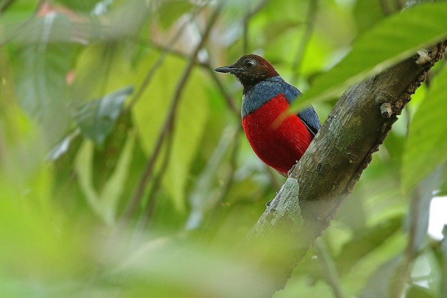 Philippine Pitta (Talaud) - eBird