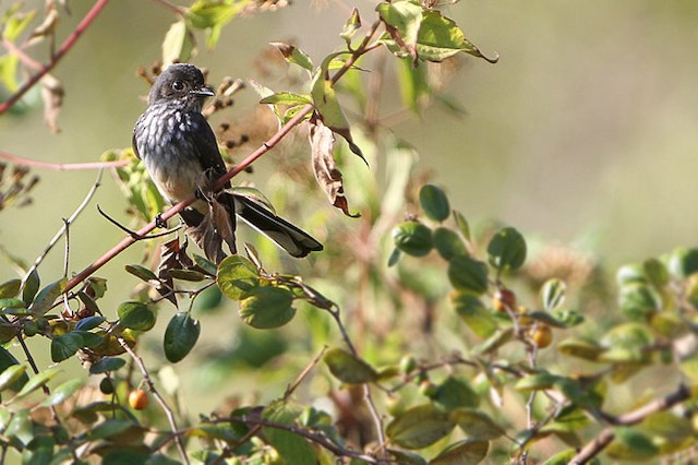 Photos - Northern Fantail - Rhipidura rufiventris - Birds of the World