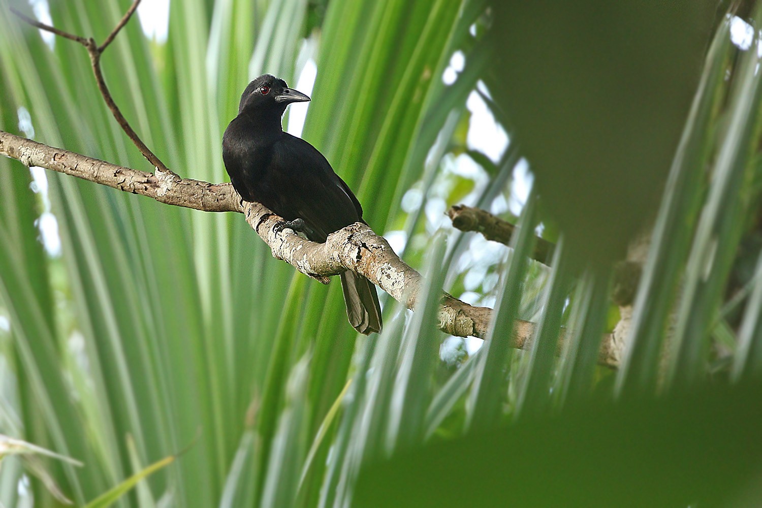 Paradise-crow (Obi) - eBird