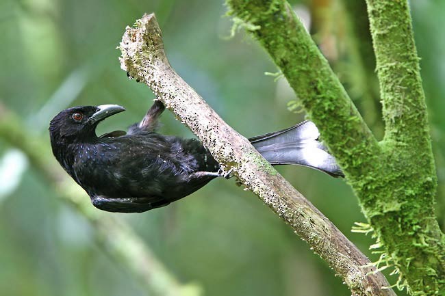 Spangled Drongo (Seram) - eBird