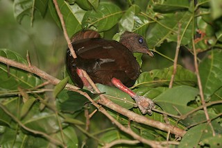 Sula Scrubfowl - Megapodius bernsteinii - Birds of the World