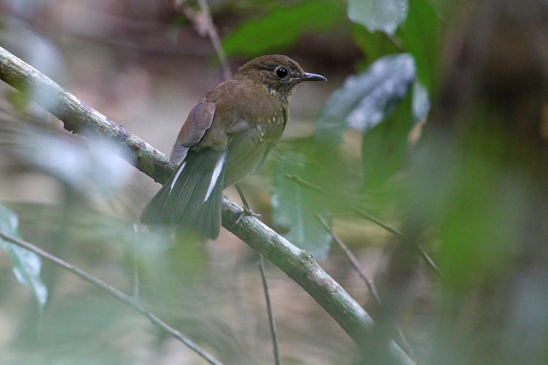 Ruiseñor Coliblanco (cambodiana) - eBird
