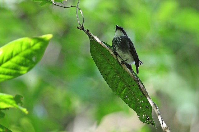 Photos - Northern Fantail - Rhipidura rufiventris - Birds of the World