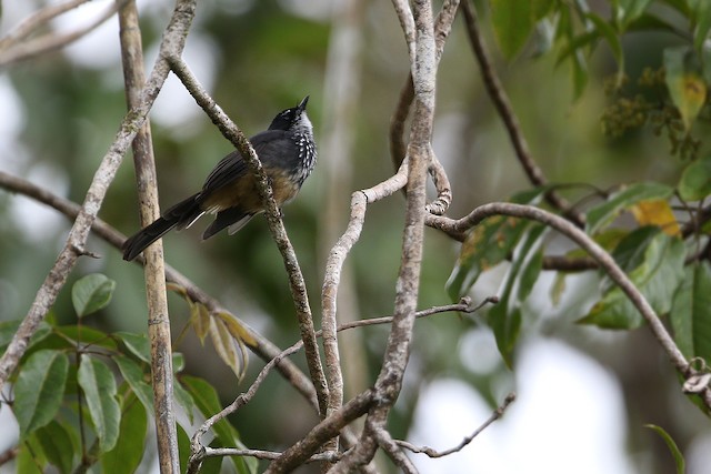 Photos - Northern Fantail - Rhipidura rufiventris - Birds of the World