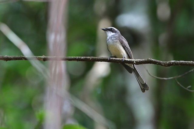 Photos - Northern Fantail - Rhipidura rufiventris - Birds of the World