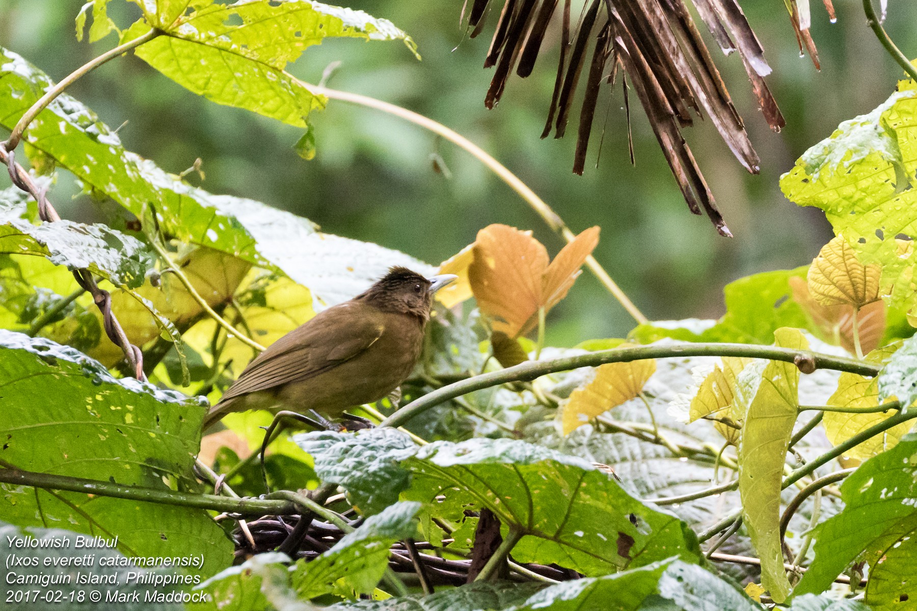 Yellowish Bulbul (Camiguin) - eBird