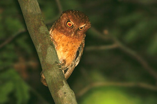 Serendib Scops Owl