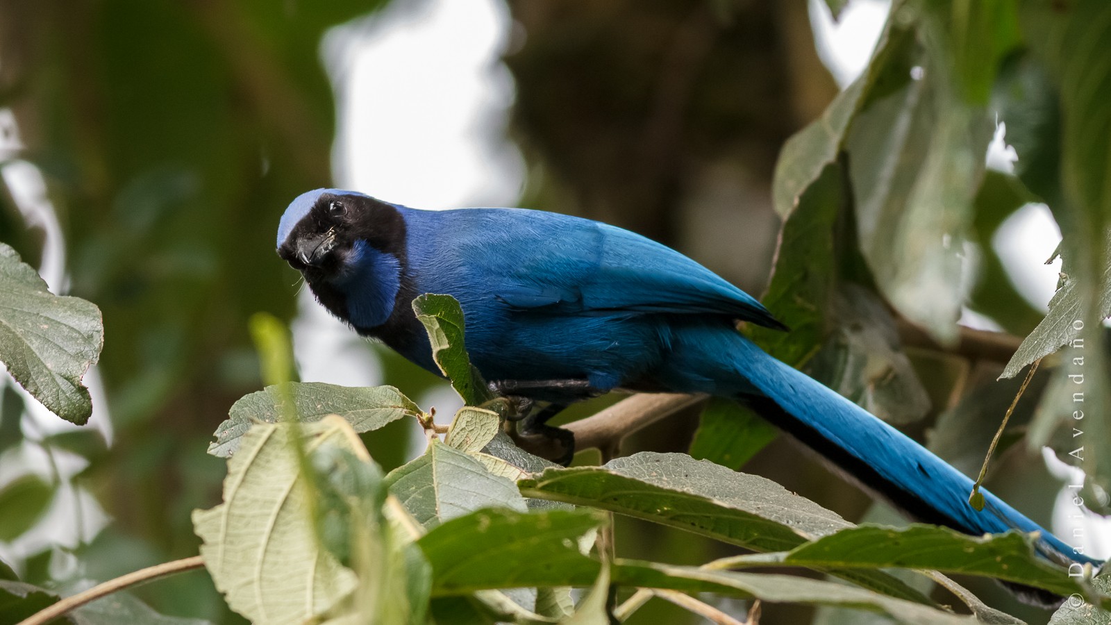 Black-collared Jay (Quindio) - eBird