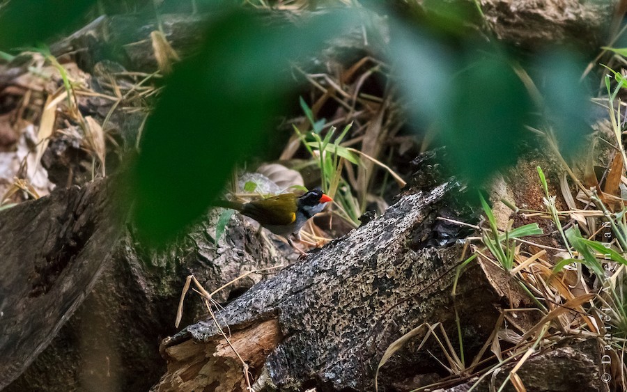 Orange-billed Sparrow (erythrorhynchus) - eBird