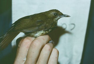 Dapple-throat - Arcanator orostruthus - Birds of the World