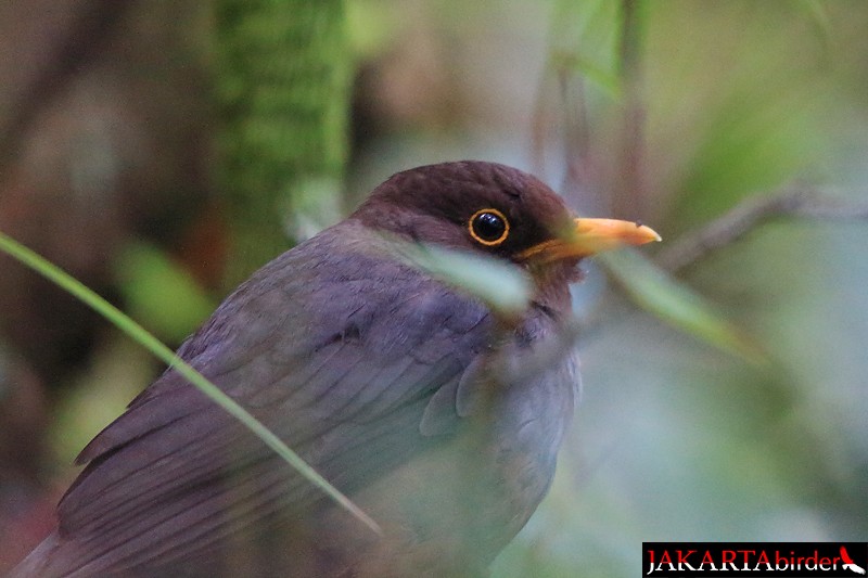 Mirlo de Java (fumidus) - eBird