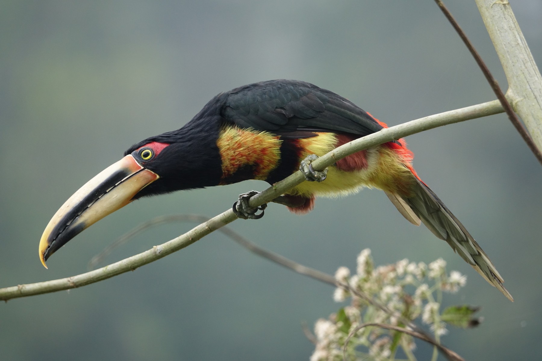 Collared Aracari (Pale-mandibled) - eBird
