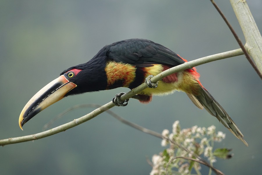 Collared Aracari (Pale-mandibled) - eBird