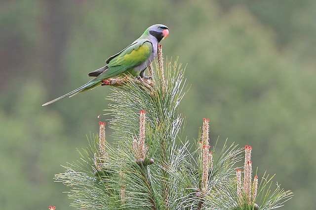 Derbyan Parakeet - Identification moustached parakeet
