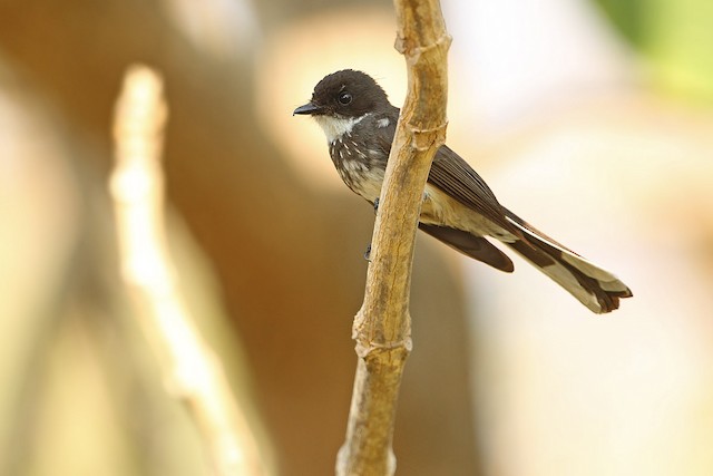 Photos - Northern Fantail - Rhipidura rufiventris - Birds of the World