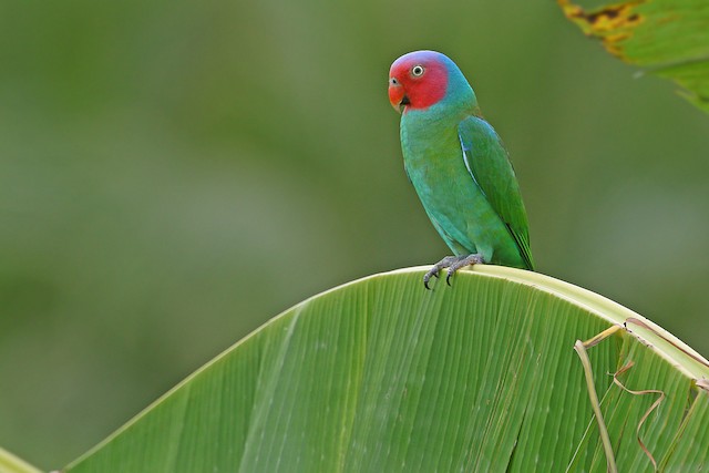 Red cheeked Parrot - Identification Systematics History Subspecies Habitat