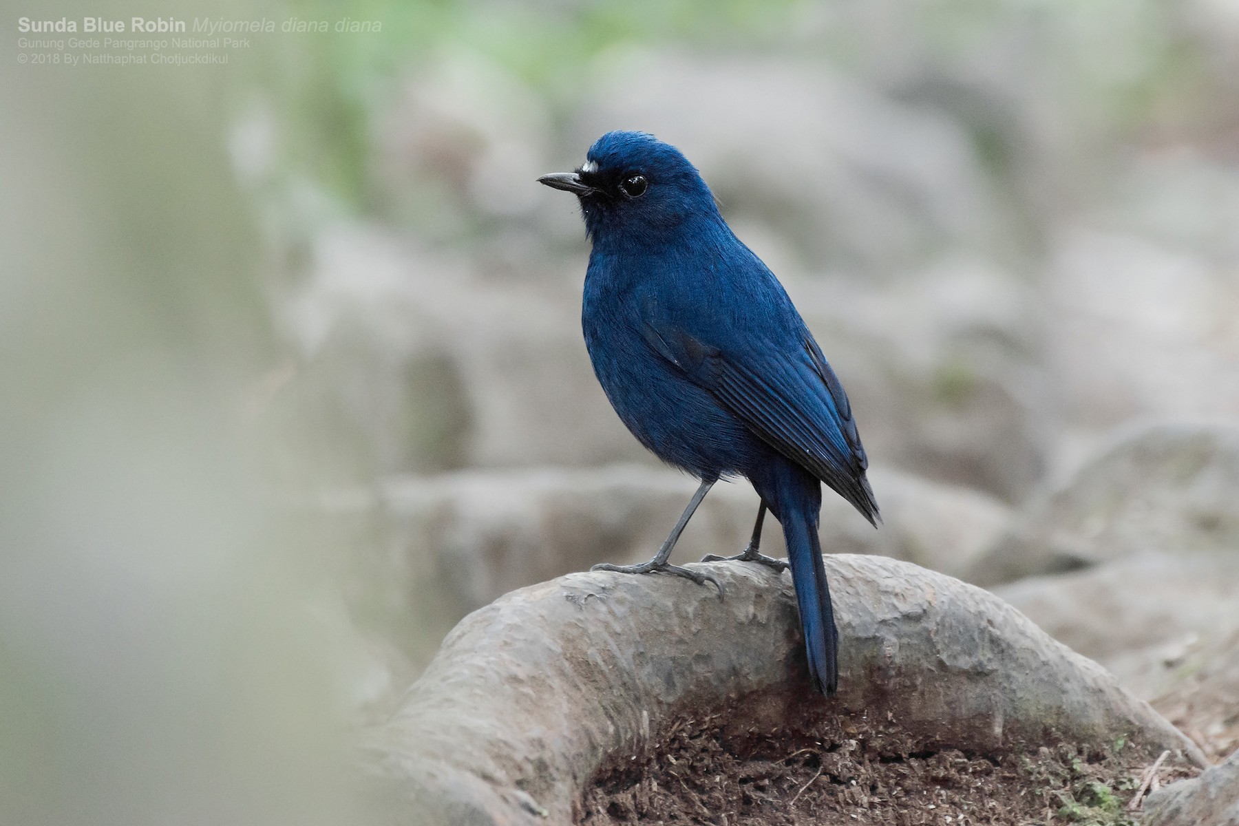 Sunda Robin (Javan) - eBird