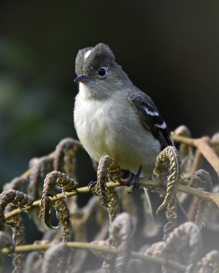 White-crested Elaenia (White-crested) - eBird