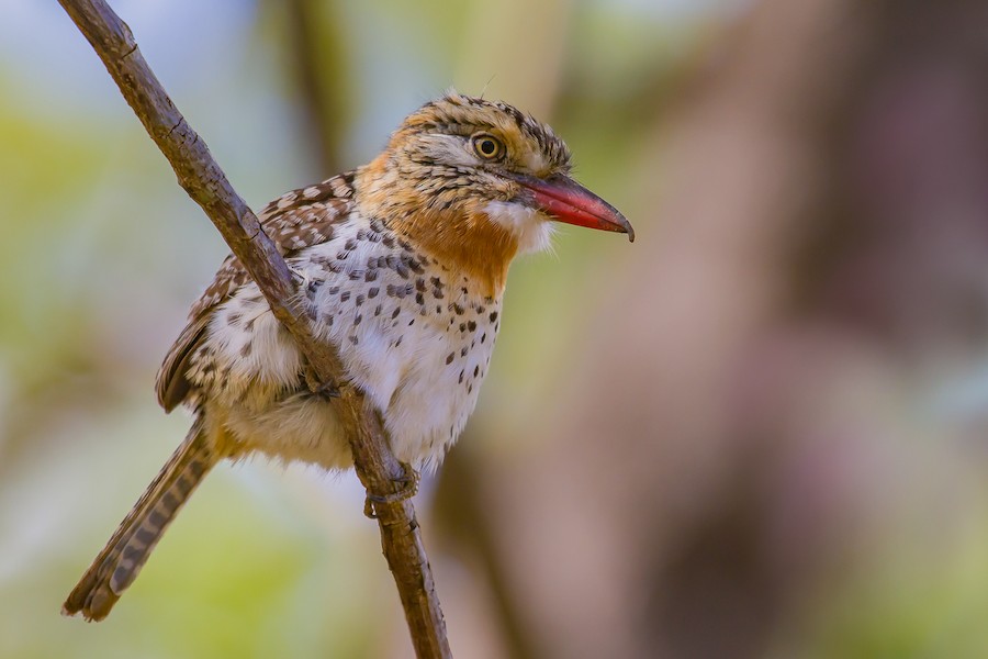 Caatinga Puffbird - eBird