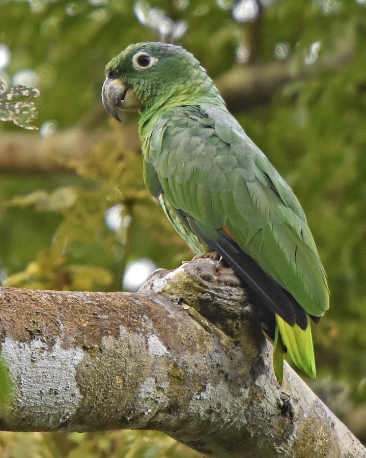 Loro Corona Azul (farinosa) - eBird