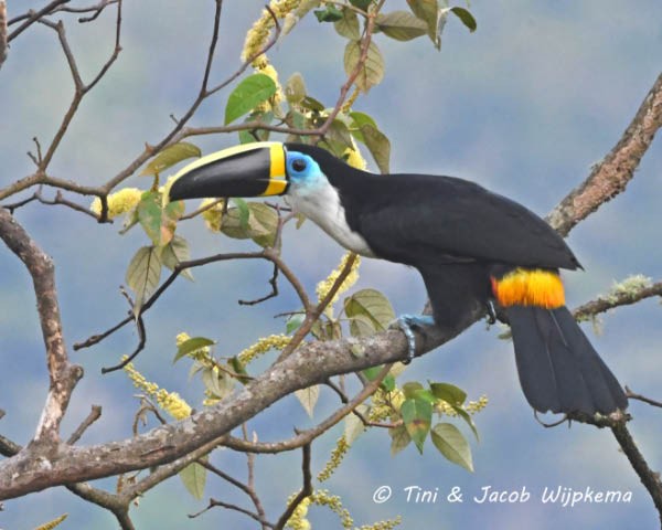 Channel-billed Toucan (Yellow-ridged) - eBird