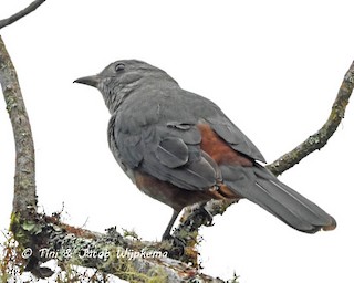 Scimitar-winged Piha - Lipaugus uropygialis - Birds of the World