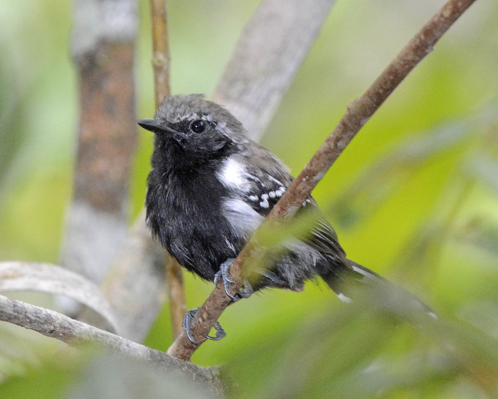 White-fringed Antwren (Southern) - eBird