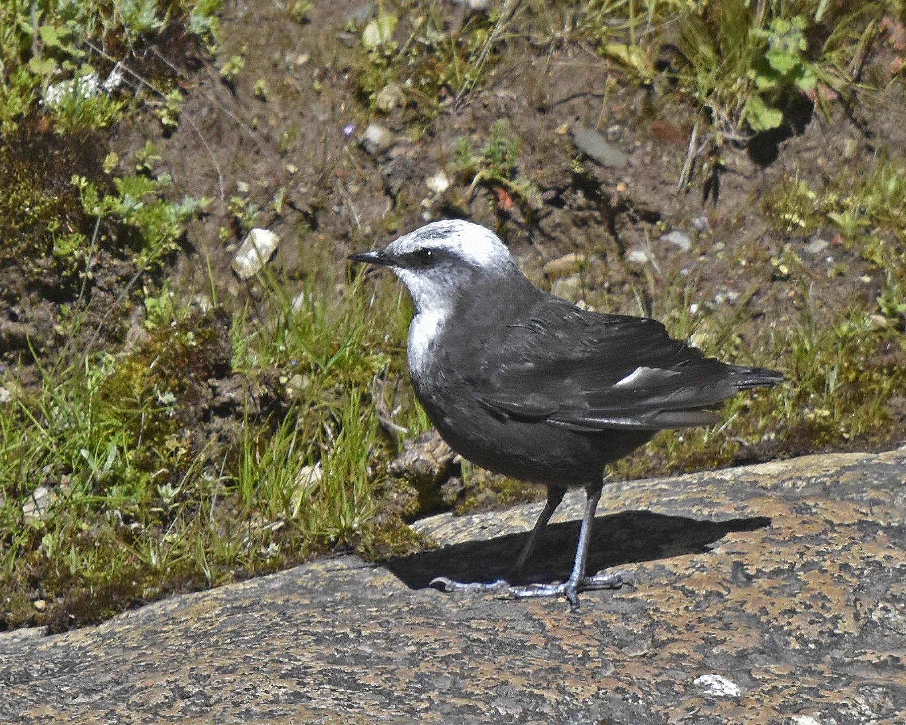 White-capped Dipper (White-capped) - eBird