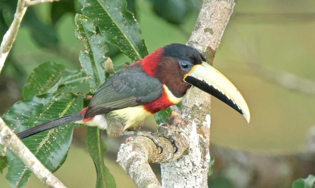 Red-necked Aracari (Western) - eBird