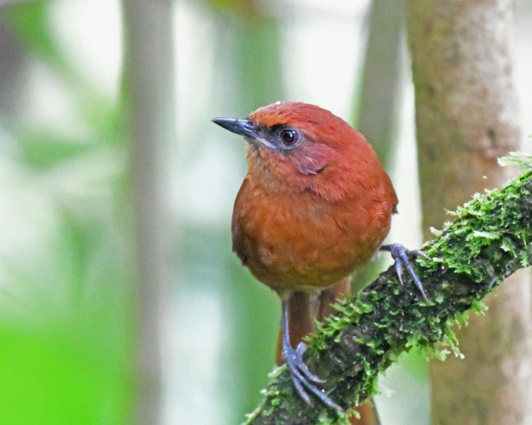 Rufous Spinetail (ochrogaster) - eBird