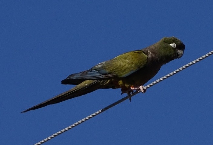 Burrowing Parakeet (Olive) - eBird