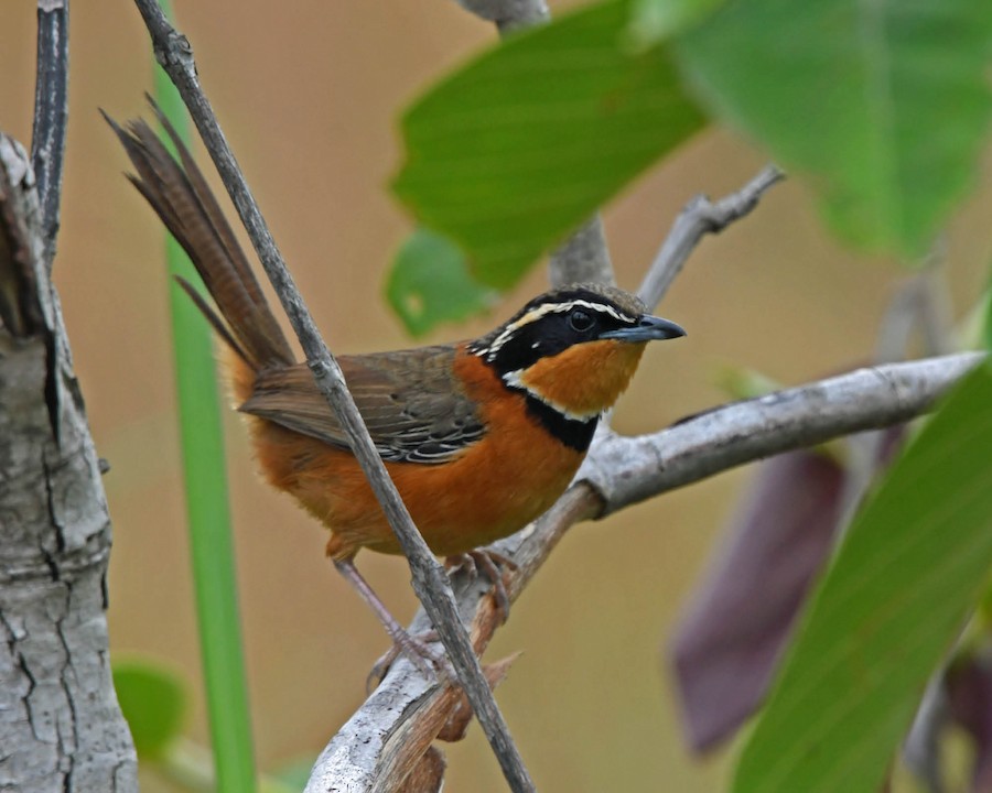 Collared Crescentchest (Double-collared) - eBird