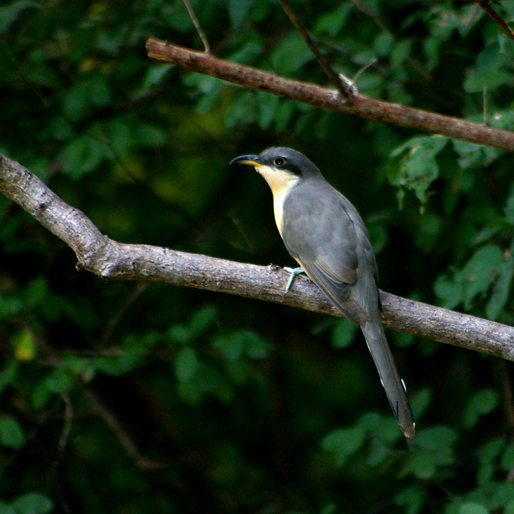 eBird Checklist - 17 Dec 2007 - PN Palo Verde (área general) - 55 species