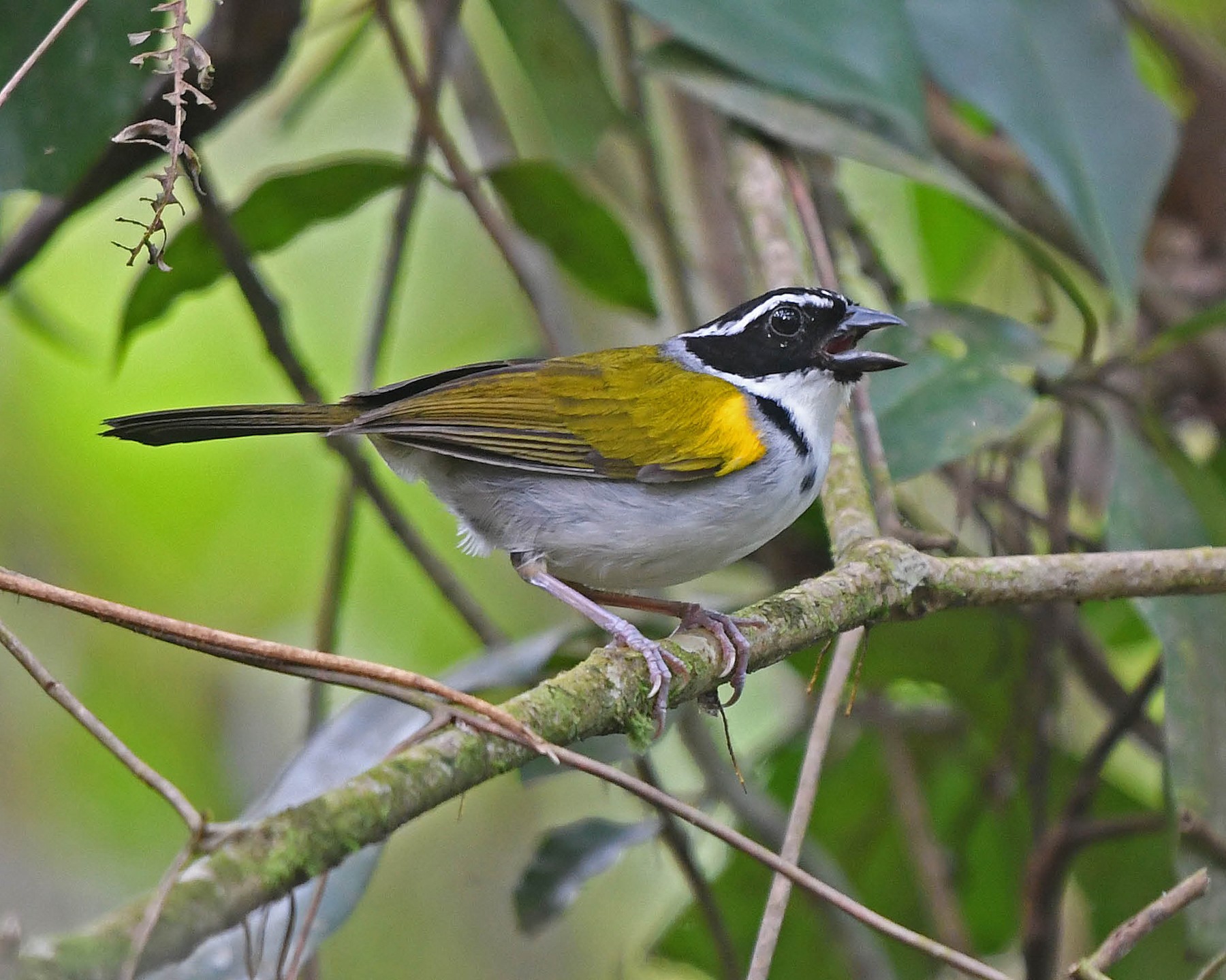 tico-tico-de-bico-preto (taciturnus/nigrirostris) - eBird