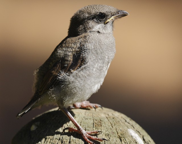 Photos - Northern Fiscal - Lanius humeralis - Birds of the World