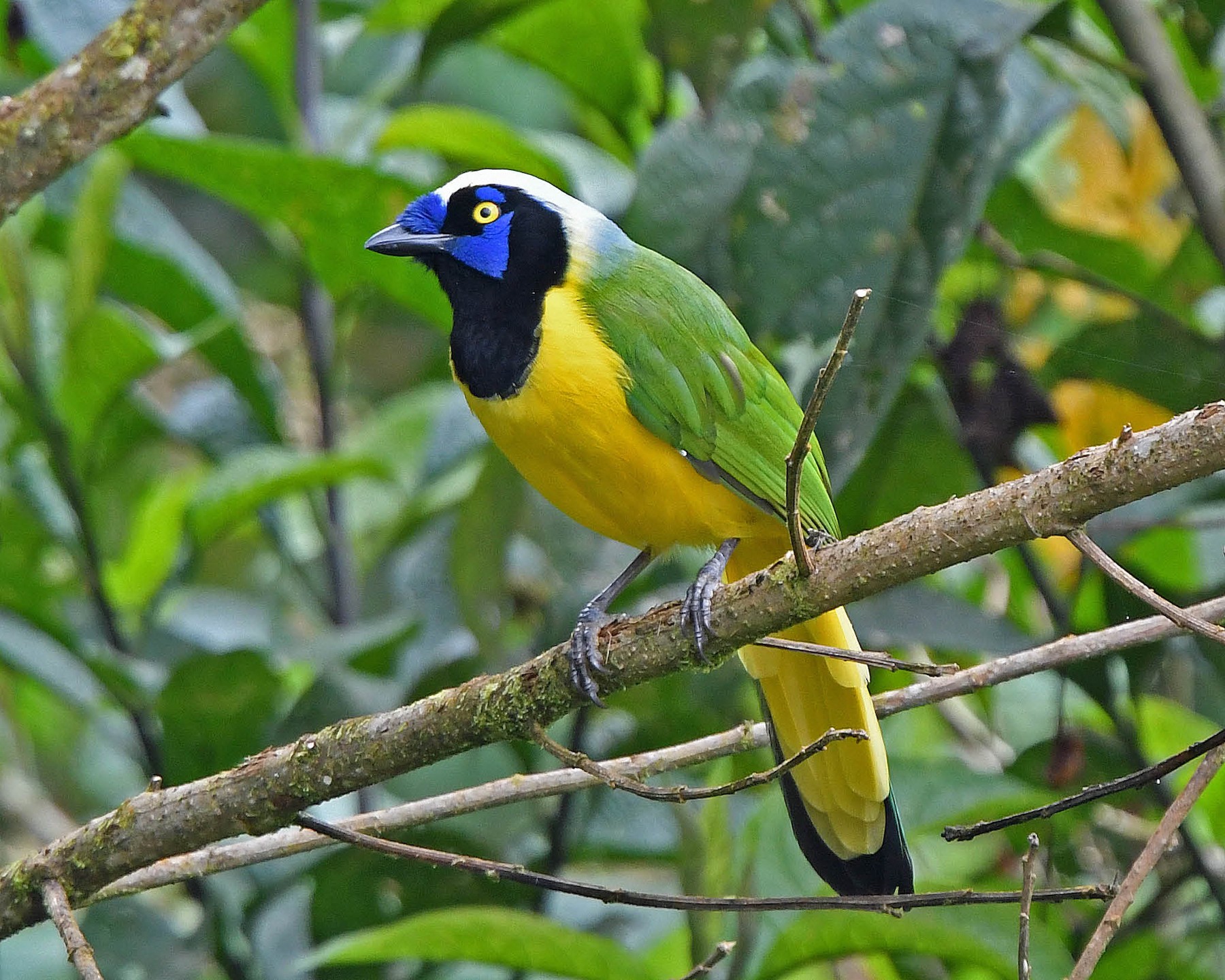 Green Jay (Inca) - eBird