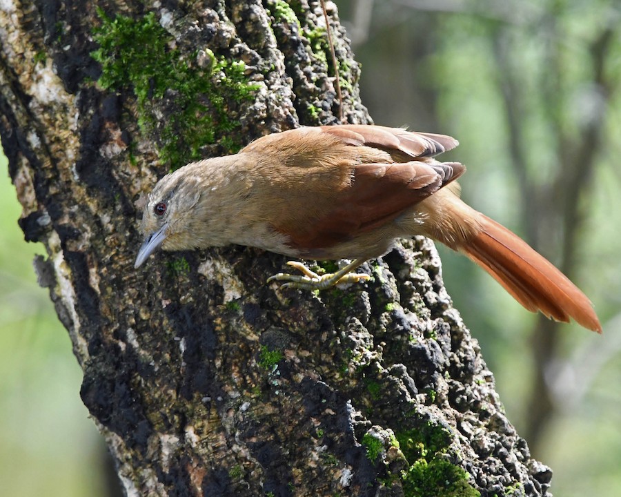 Plain Softtail (fusciceps) - eBird
