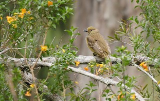 Yellow-breasted Bowerbird - Chlamydera lauterbachi - Birds of the World